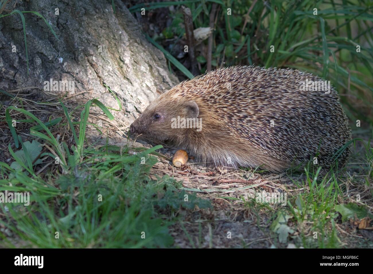 Hedgehog ( Erinaceidae Stock Photo - Alamy