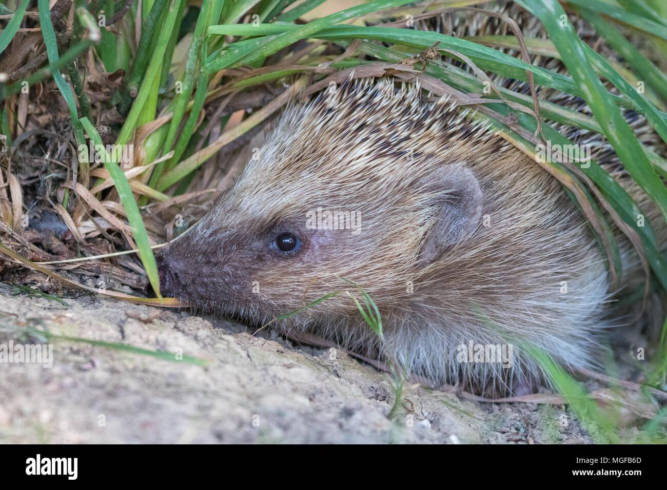 Erinaceidae hi-res stock photography and images - Alamy