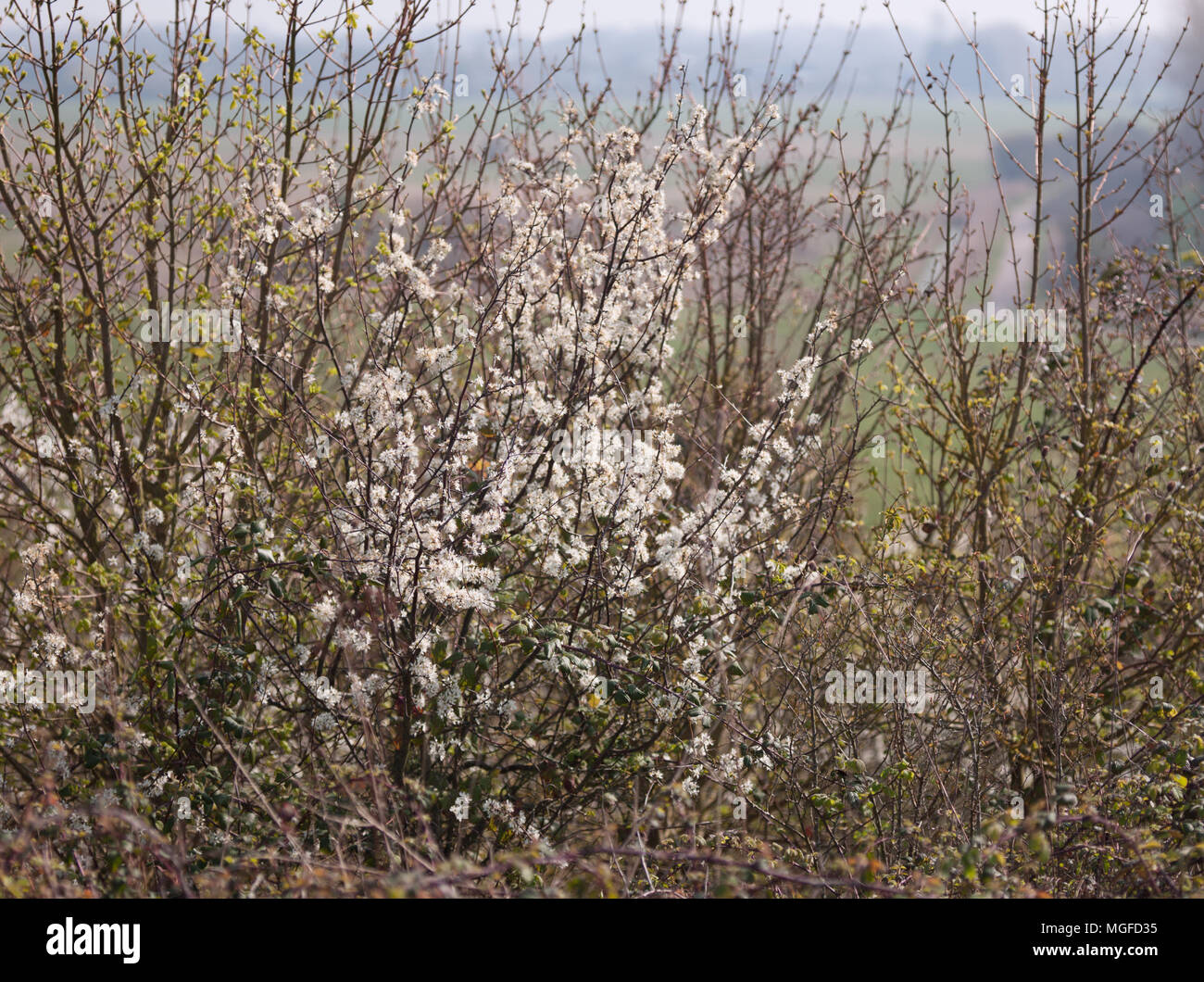 Wildflowers of Kent Stock Photo - Alamy