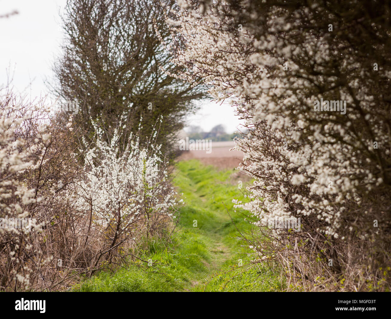 Wildflowers of Kent Stock Photo - Alamy