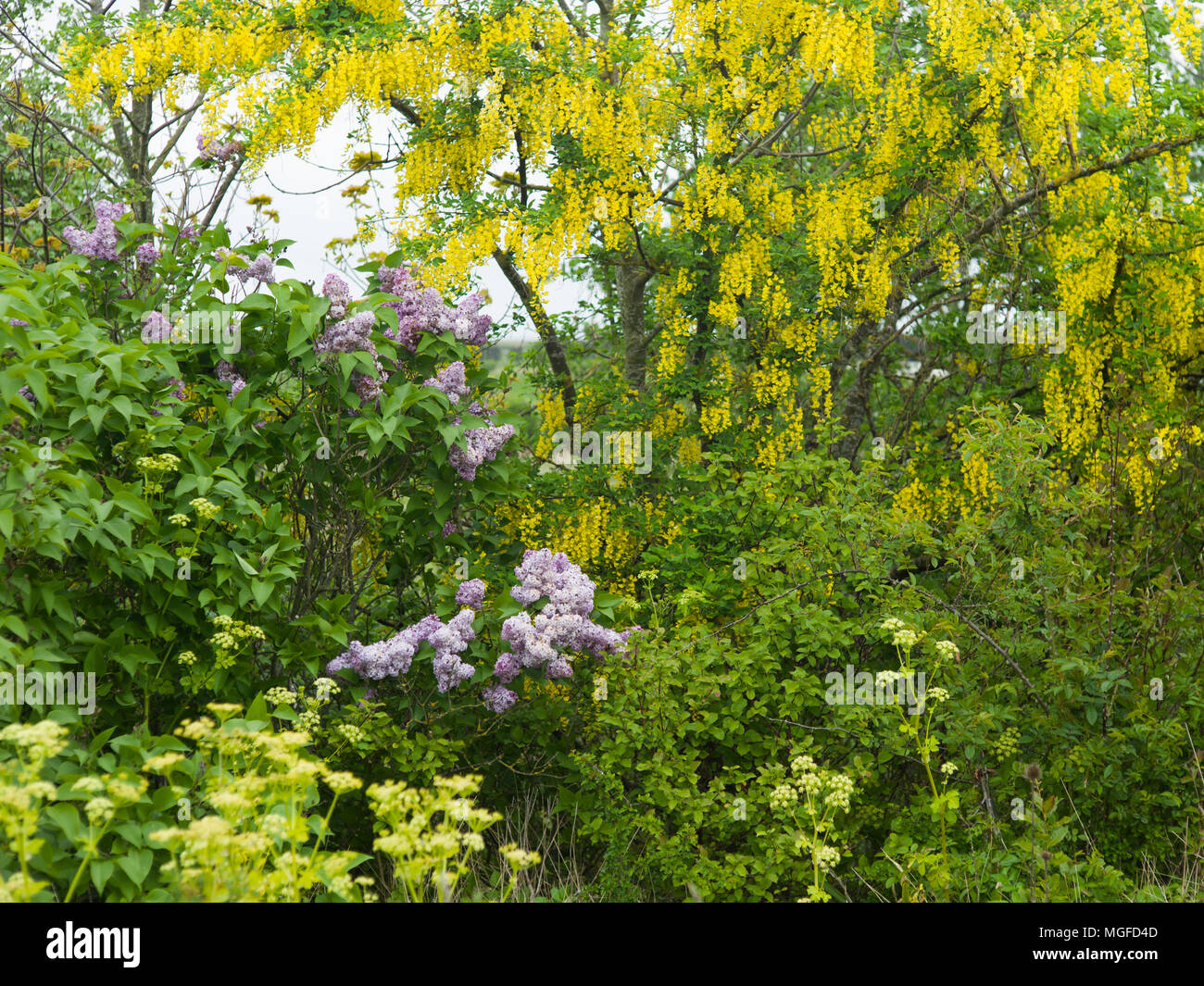 Wildflowers of Kent Stock Photo - Alamy