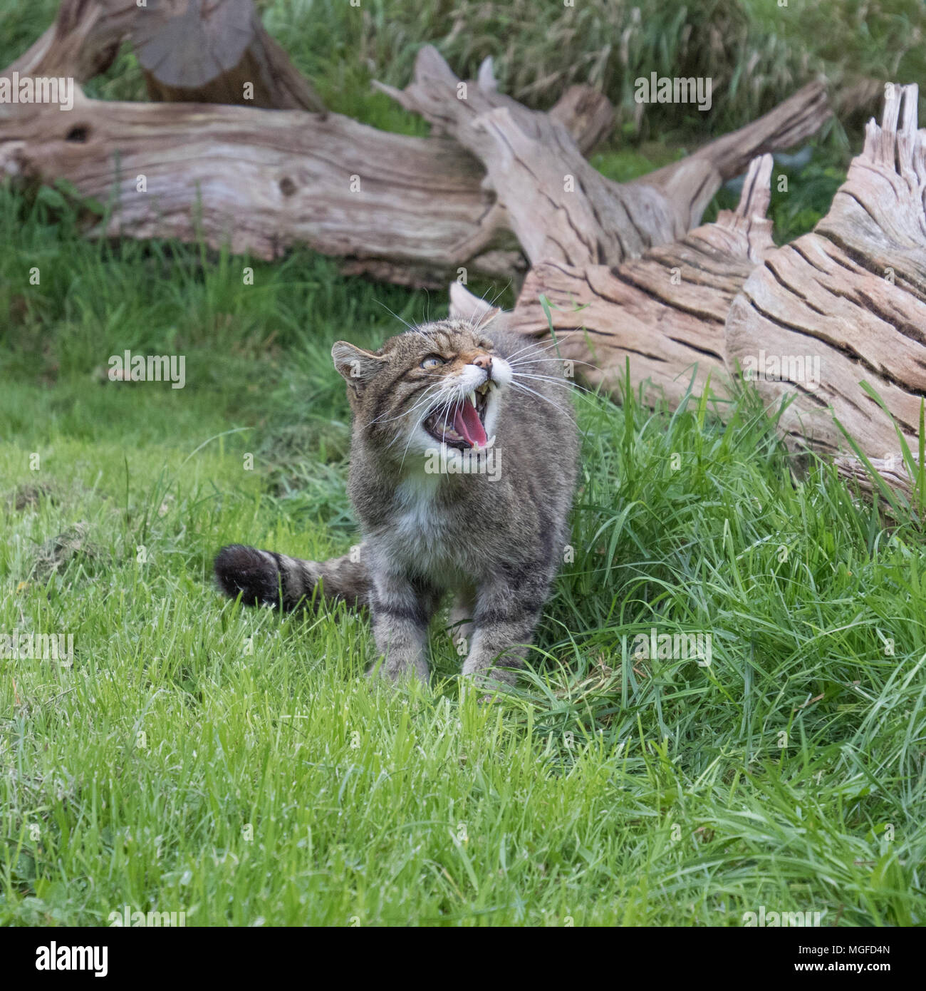 Grampia hi-res stock photography and images - Alamy