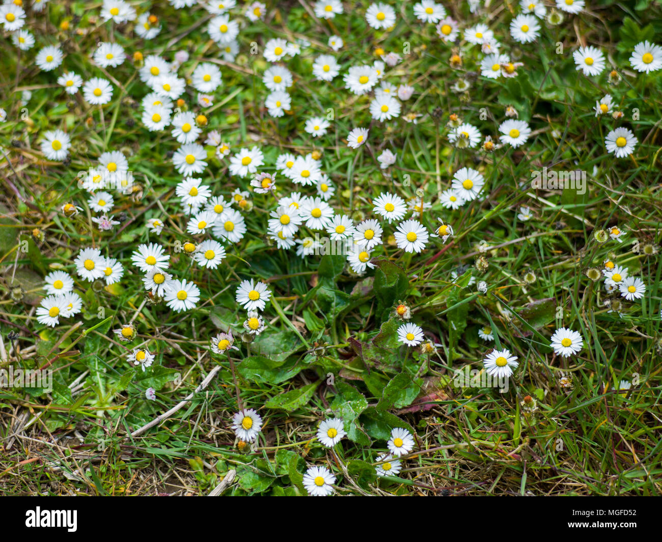 Wildflowers of Kent Stock Photo - Alamy