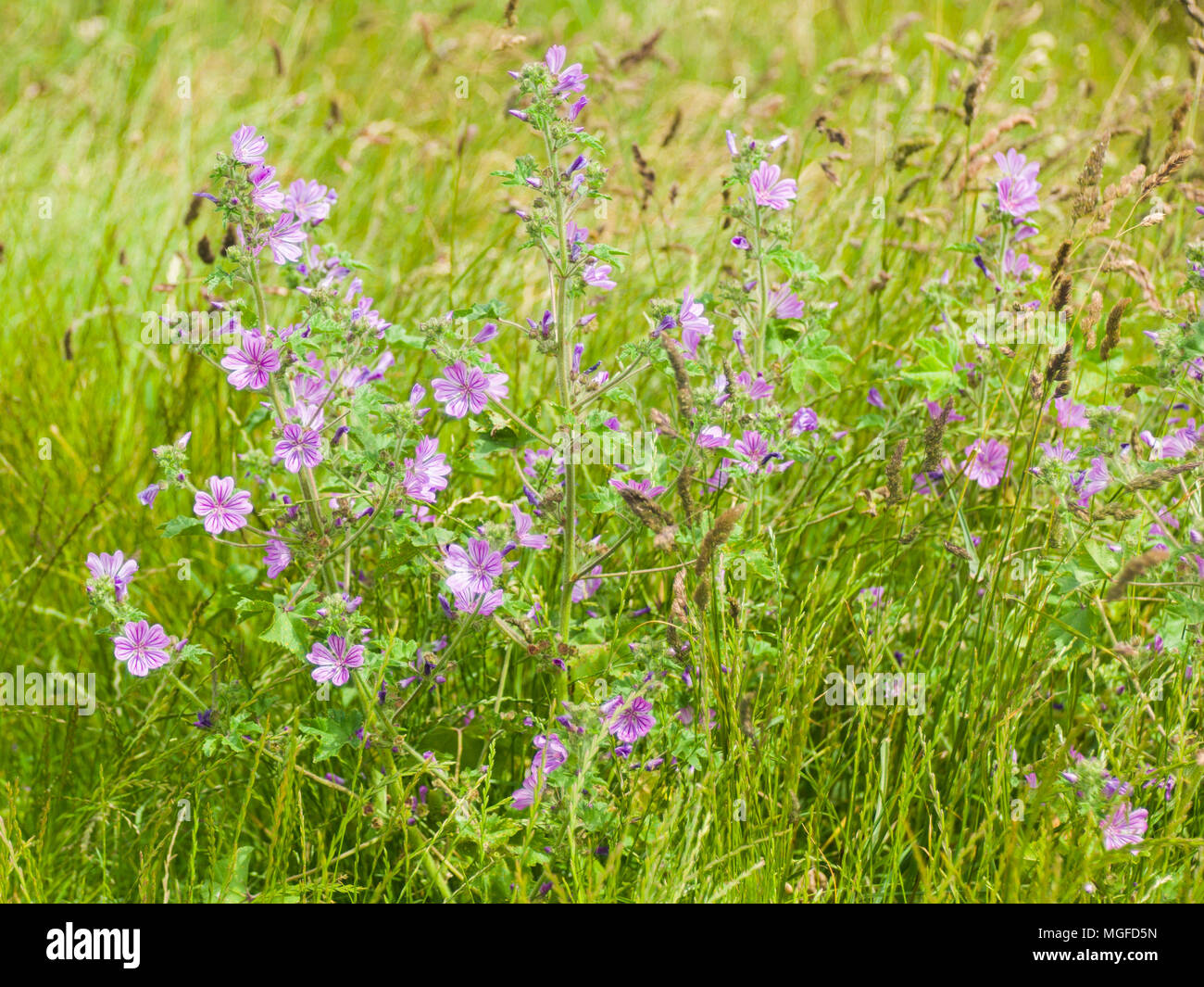 Wildflowers of Kent Stock Photo - Alamy