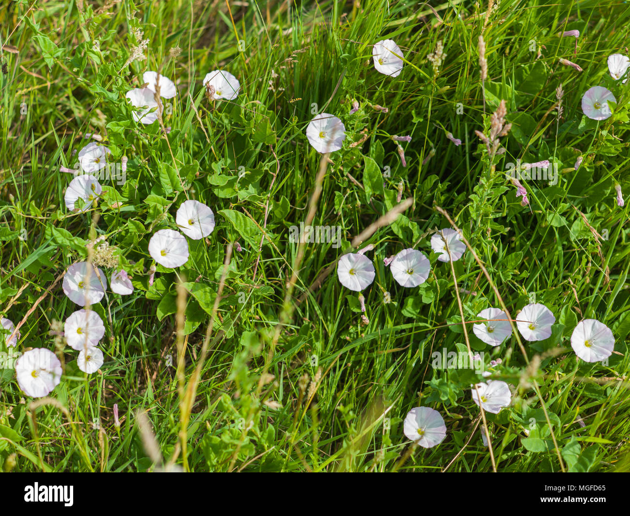 Wildflowers of Kent Stock Photo - Alamy