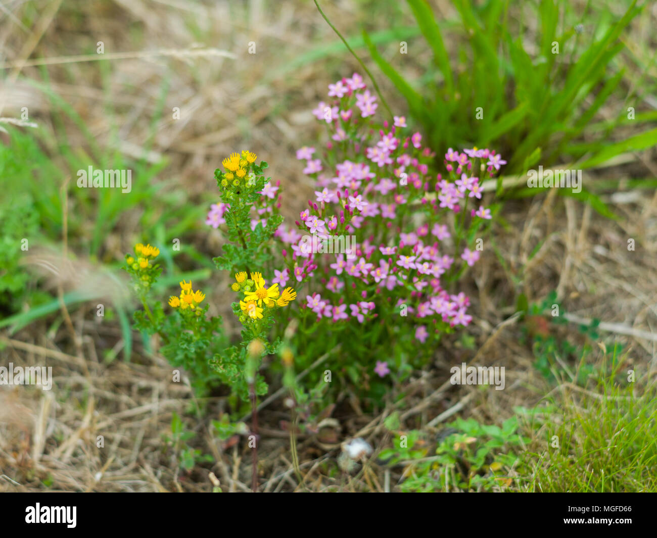 Wildflowers of Kent Stock Photo - Alamy