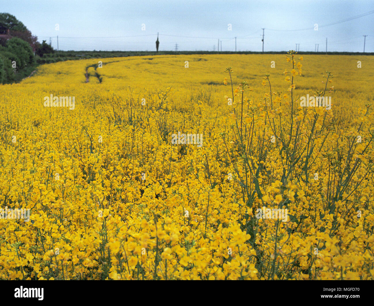 Wildflowers of Kent Stock Photo - Alamy