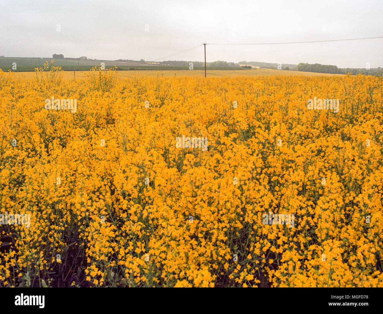 Wildflowers of Kent Stock Photo - Alamy