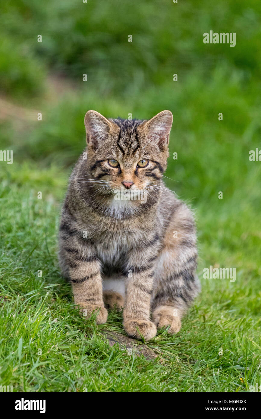 Scottish wildcat tail hi-res stock photography and images - Alamy