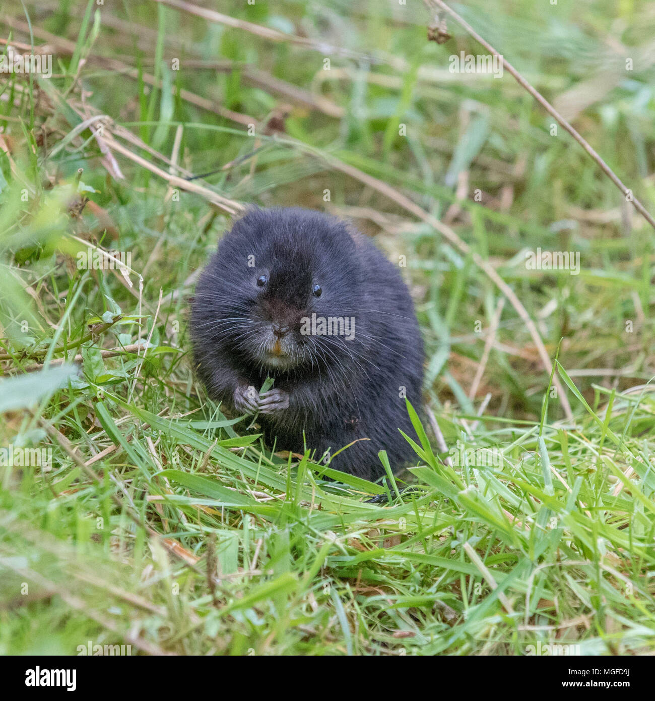 Black water vole hi-res stock photography and images - Alamy
