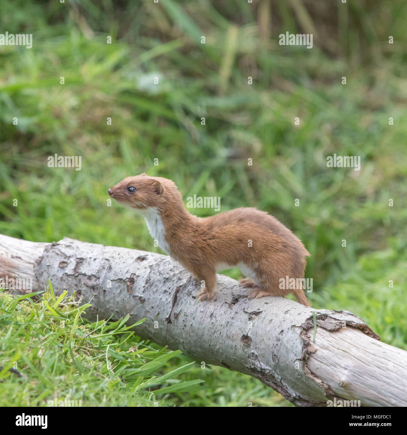 Least weasel mustela nivalis hi-res stock photography and images - Alamy