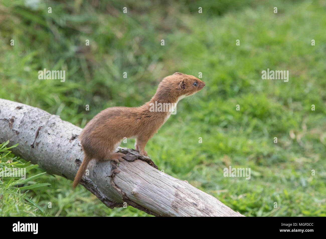 Short tailed weasel uk hi-res stock photography and images - Alamy