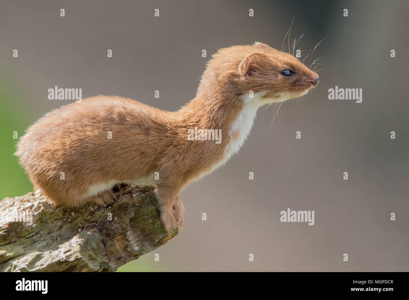 Short tailed weasel uk hi-res stock photography and images - Alamy
