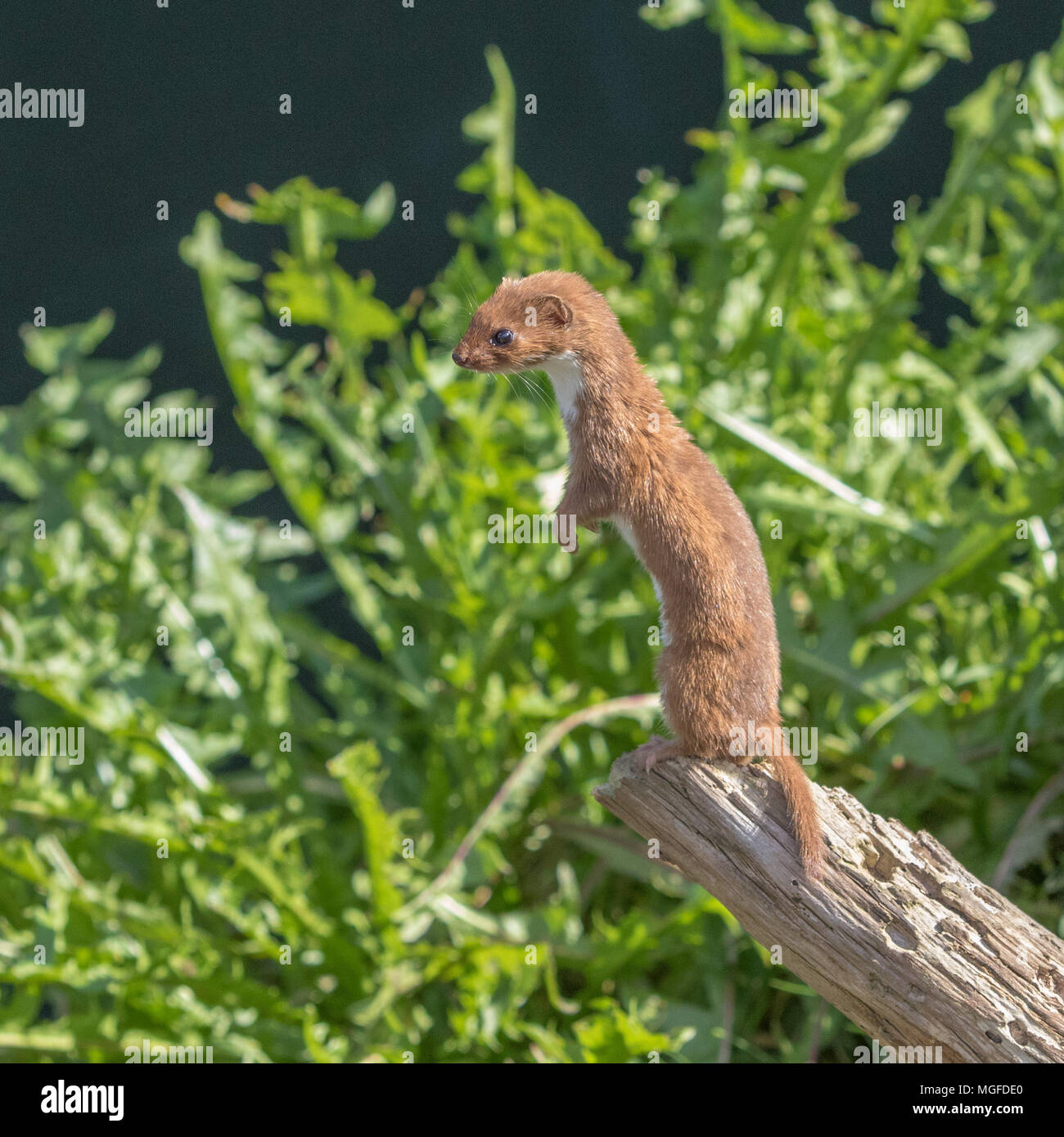 Short tailed weasel uk hi-res stock photography and images - Alamy