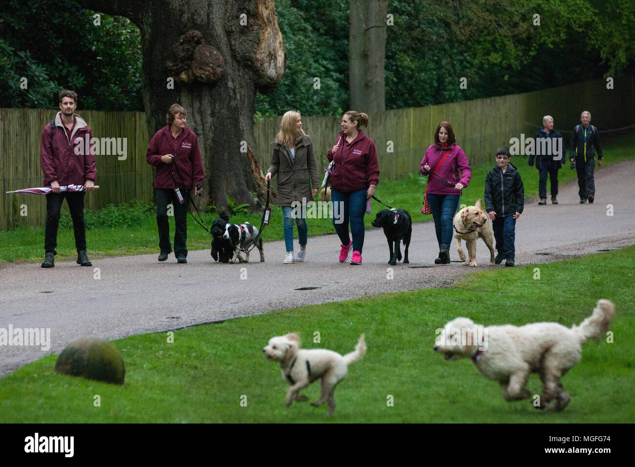 Hearing dogs alarm hi-res stock photography and images - Alamy