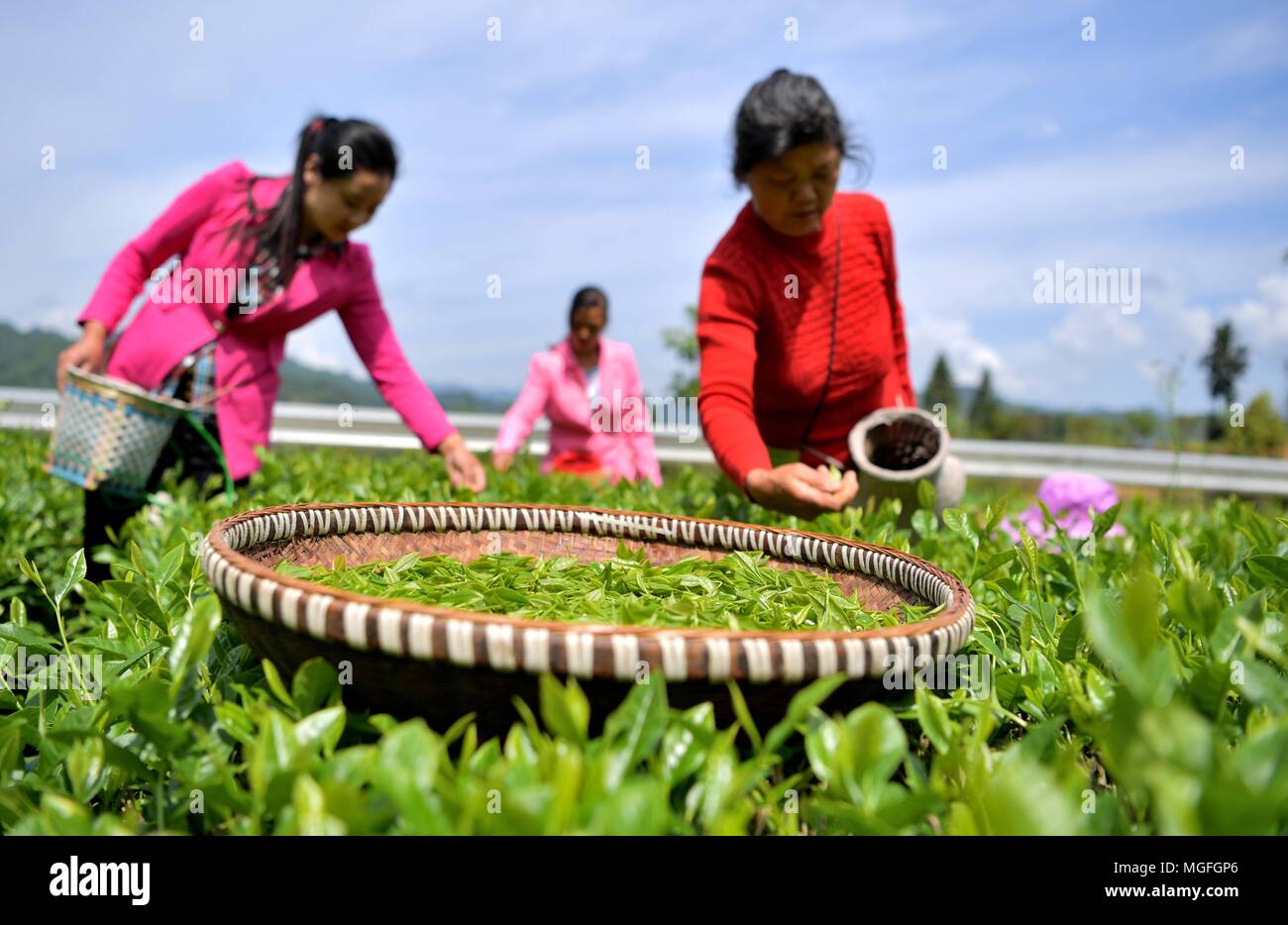 Lichuan, China's Hubei Province. 27th Apr, 2018. Tea farmers pick tea ...