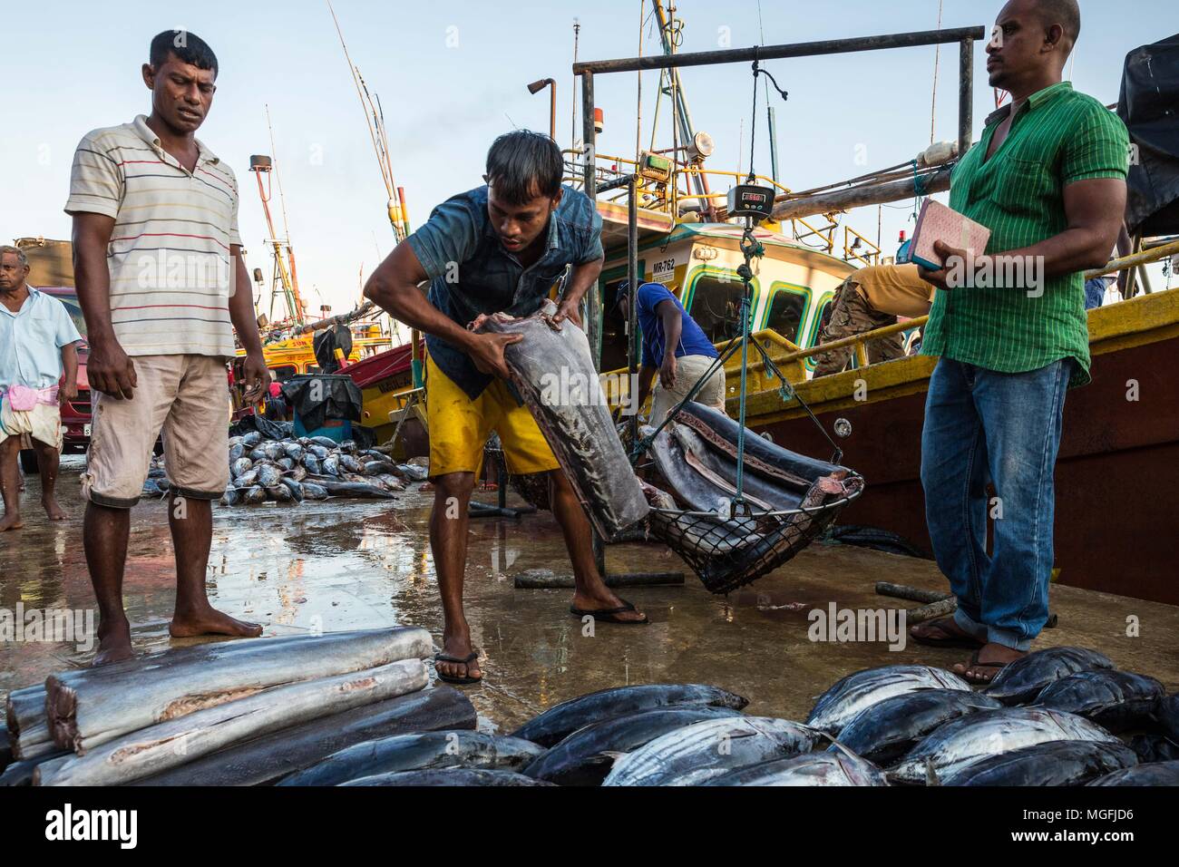 Indian butterfish hi-res stock photography and images - Alamy