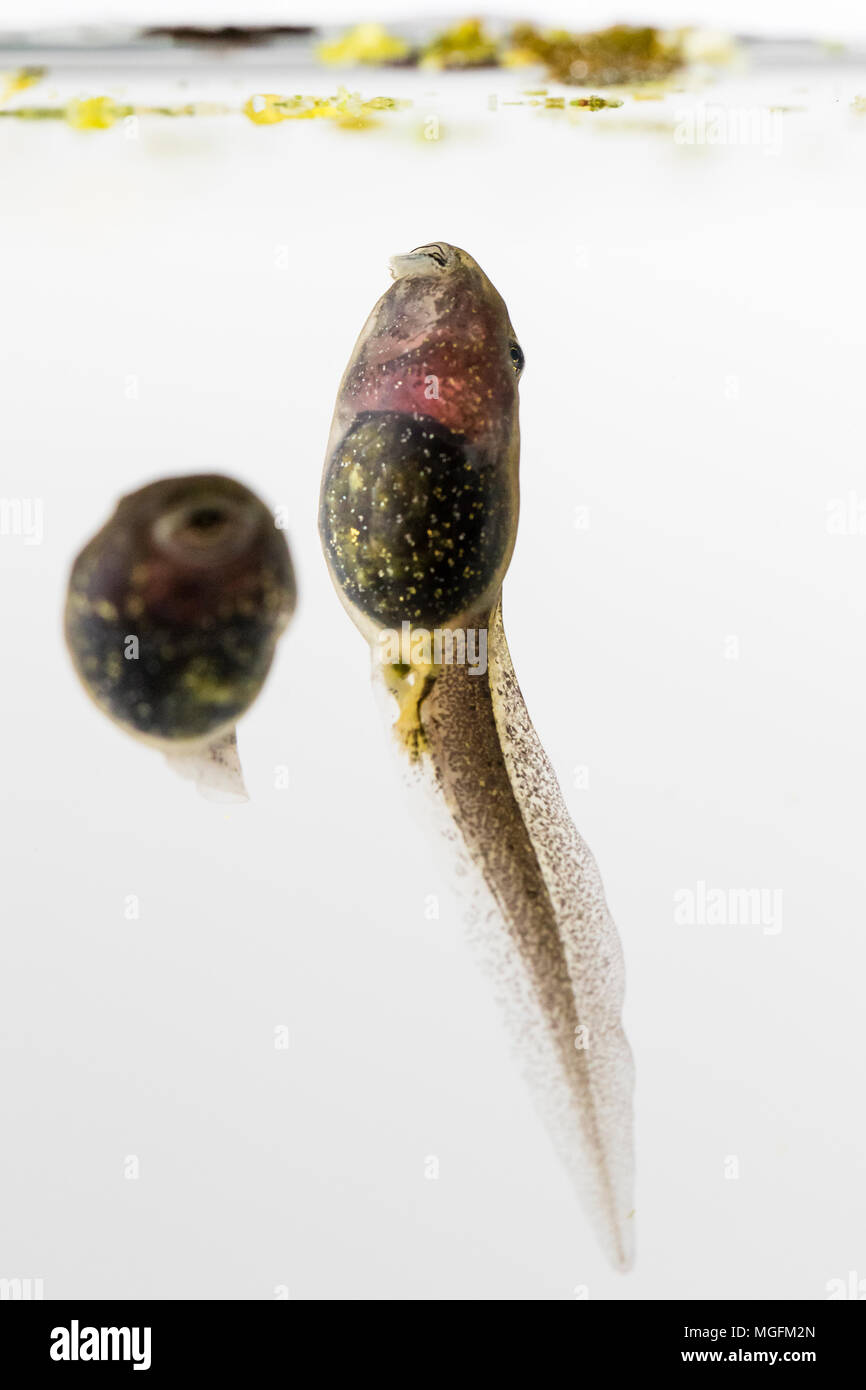 Aberystwyth, Ceredigion, Wales, UK. 28th April 2018. Tadpoles ate ...
