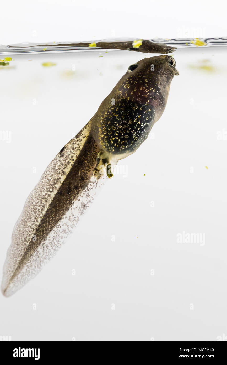 Aberystwyth, Ceredigion, Wales, UK. 28th April 2018. Tadpoles ate ...