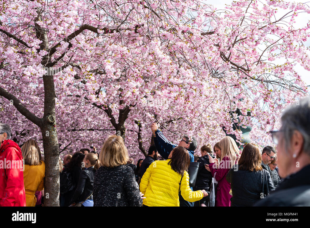 Stockholm, Sweden, 28th April, 2018. Spring weather in Stockholm. The ...