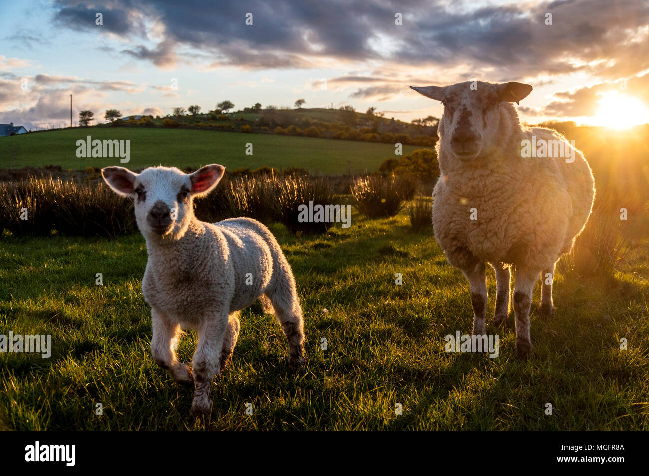 Sheep inspection hi-res stock photography and images - Alamy