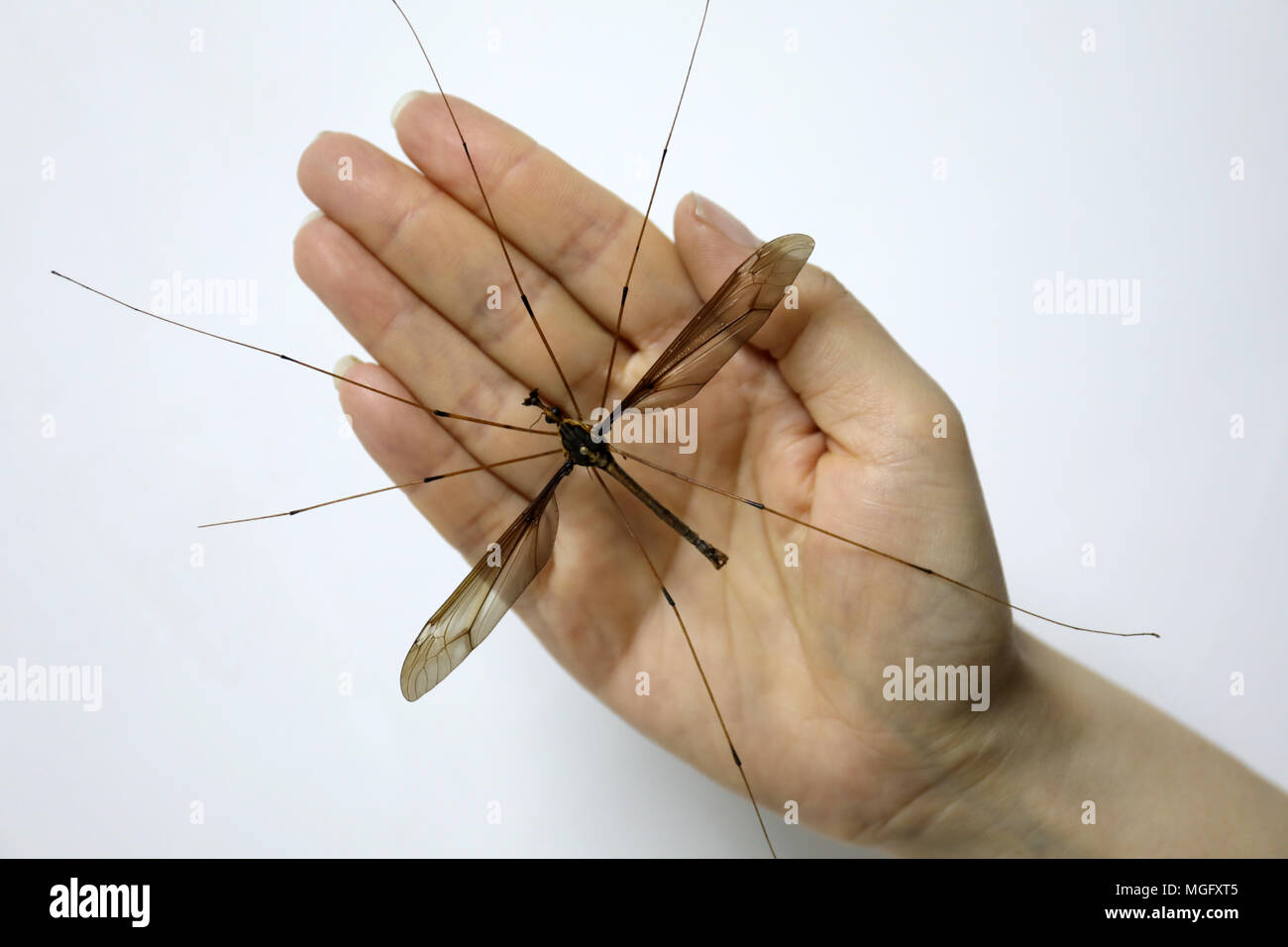 Giant mosquito hi-res stock photography and images - Alamy