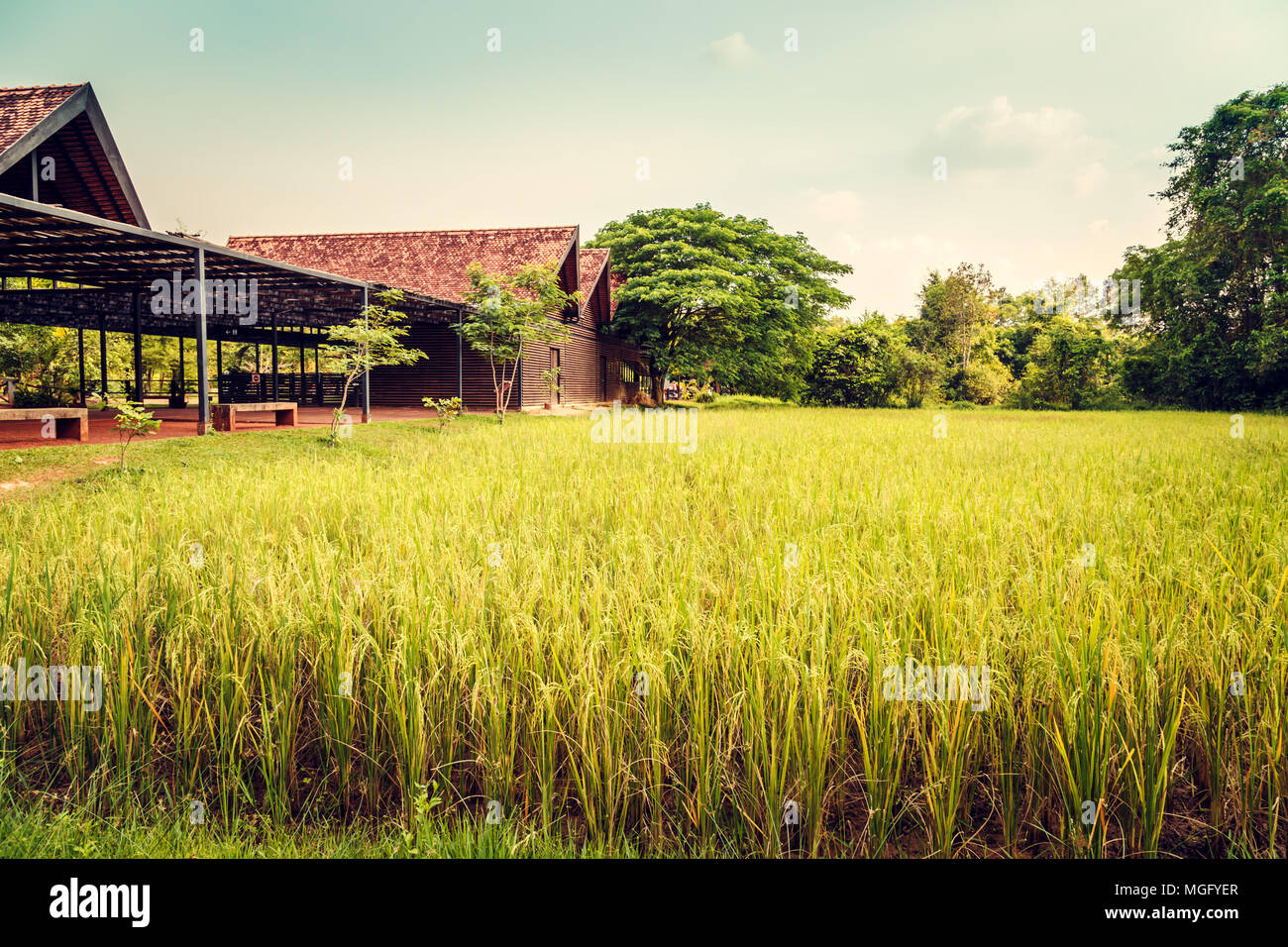 Siem reap rice fields hi-res stock photography and images - Alamy