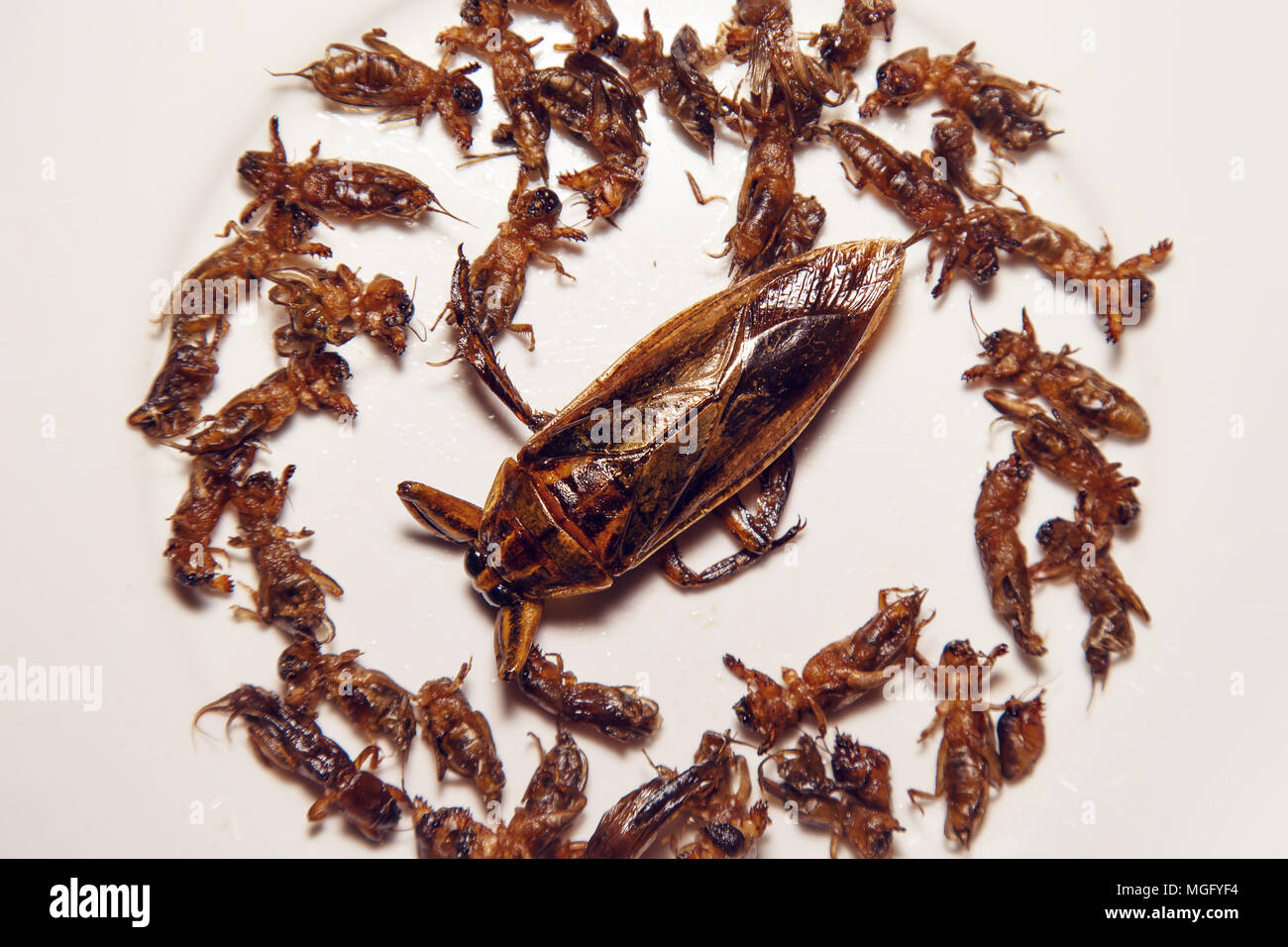 Cambodia insect food street hi-res stock photography and images - Alamy