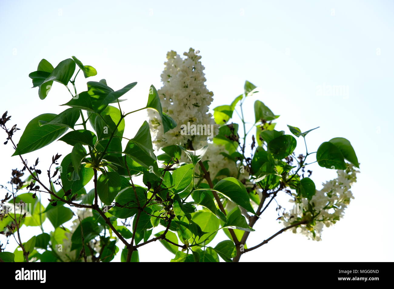Graveyard weed hi-res stock photography and images - Alamy