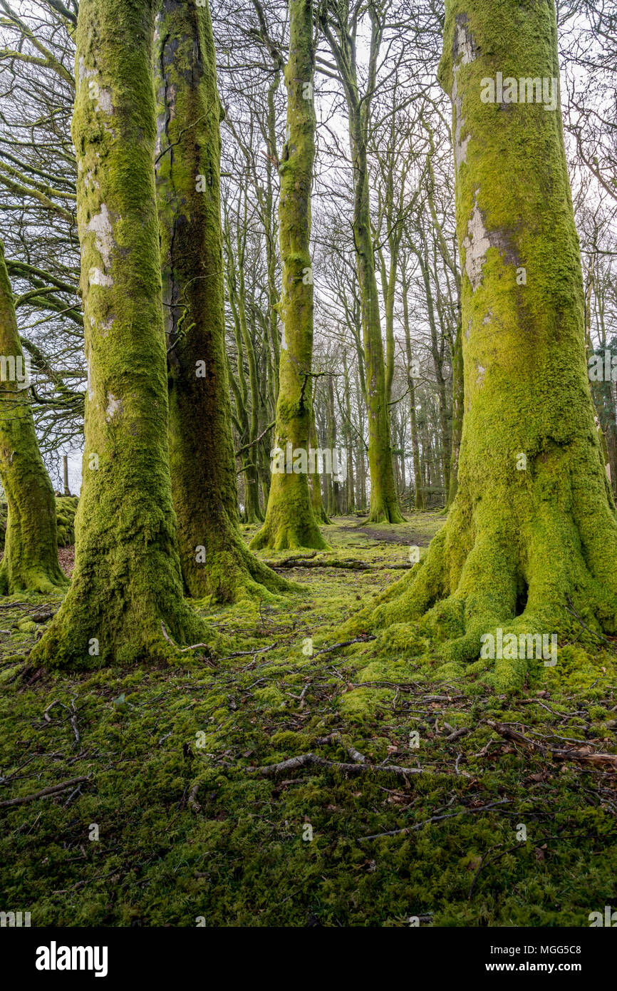 Mossy Trees in Burrator Woods, Dartmoor, National Park, Devon Stock ...