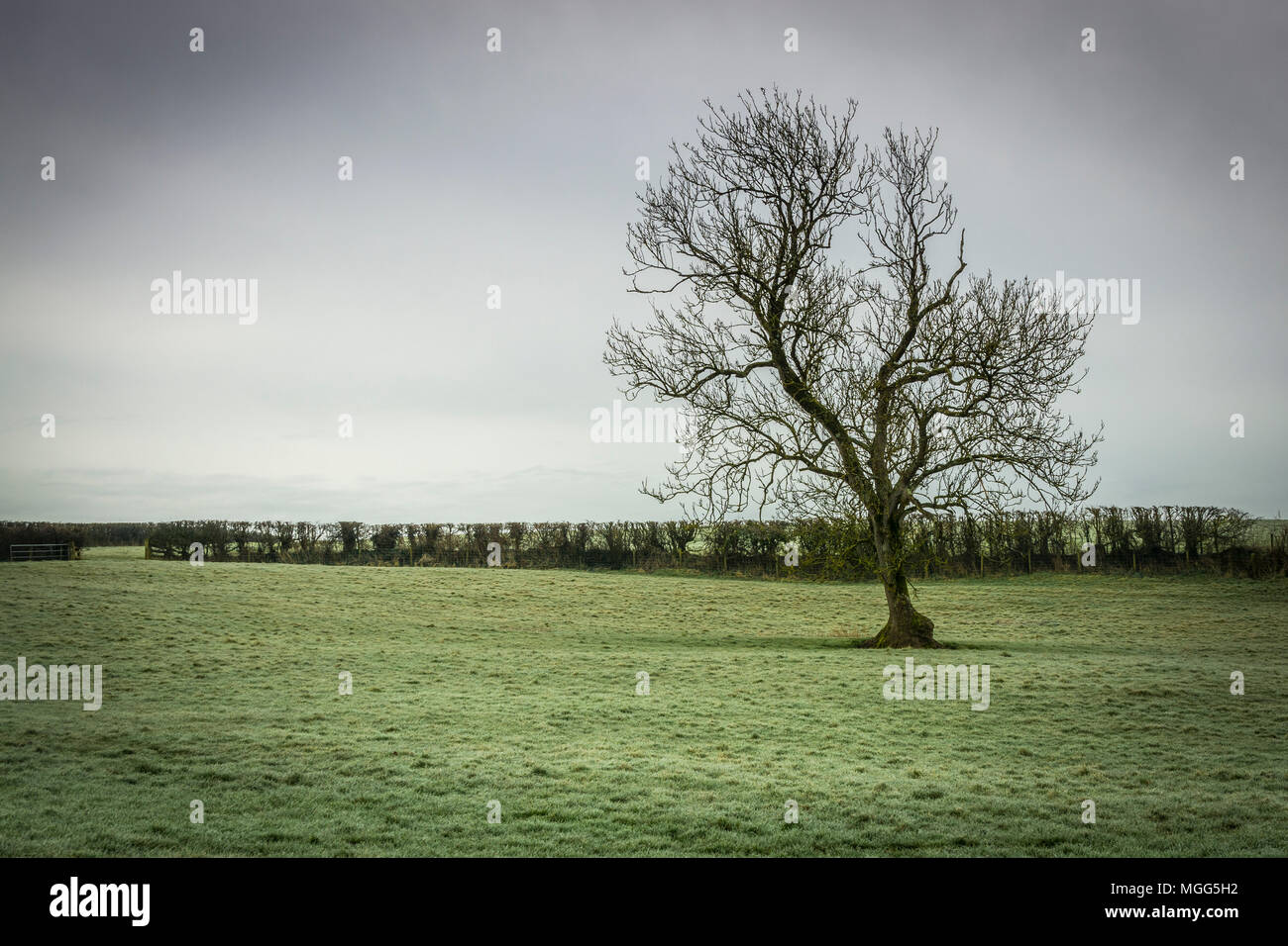Lone oak tree sunrise in hi-res stock photography and images - Alamy