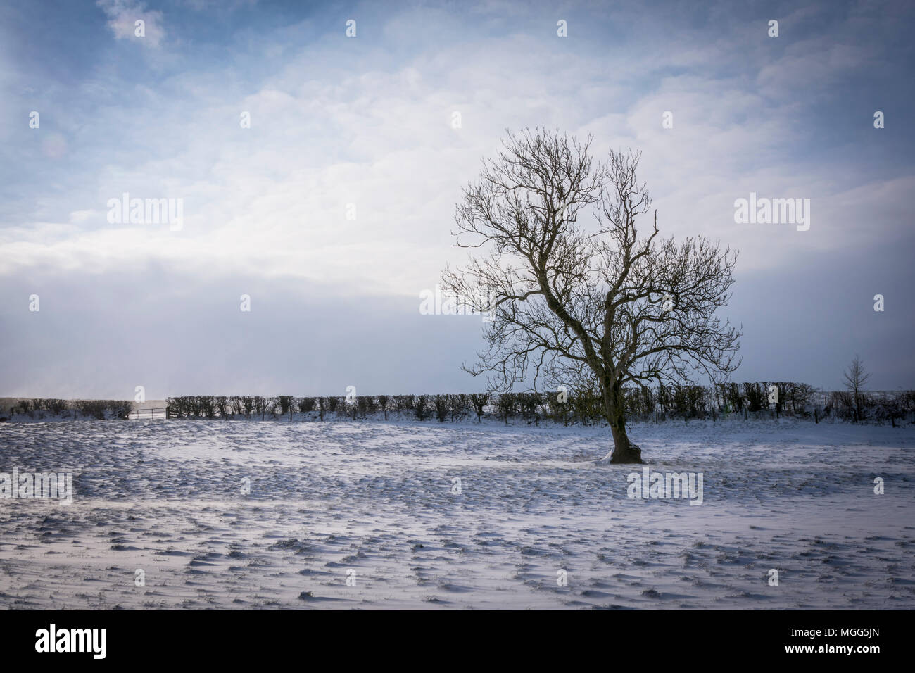 Yetheridge Farm Oak Tree in Field Stock Photo - Alamy