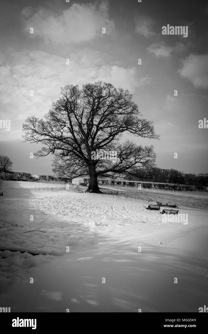 Snow in oak tree Black and White Stock Photos & Images - Alamy