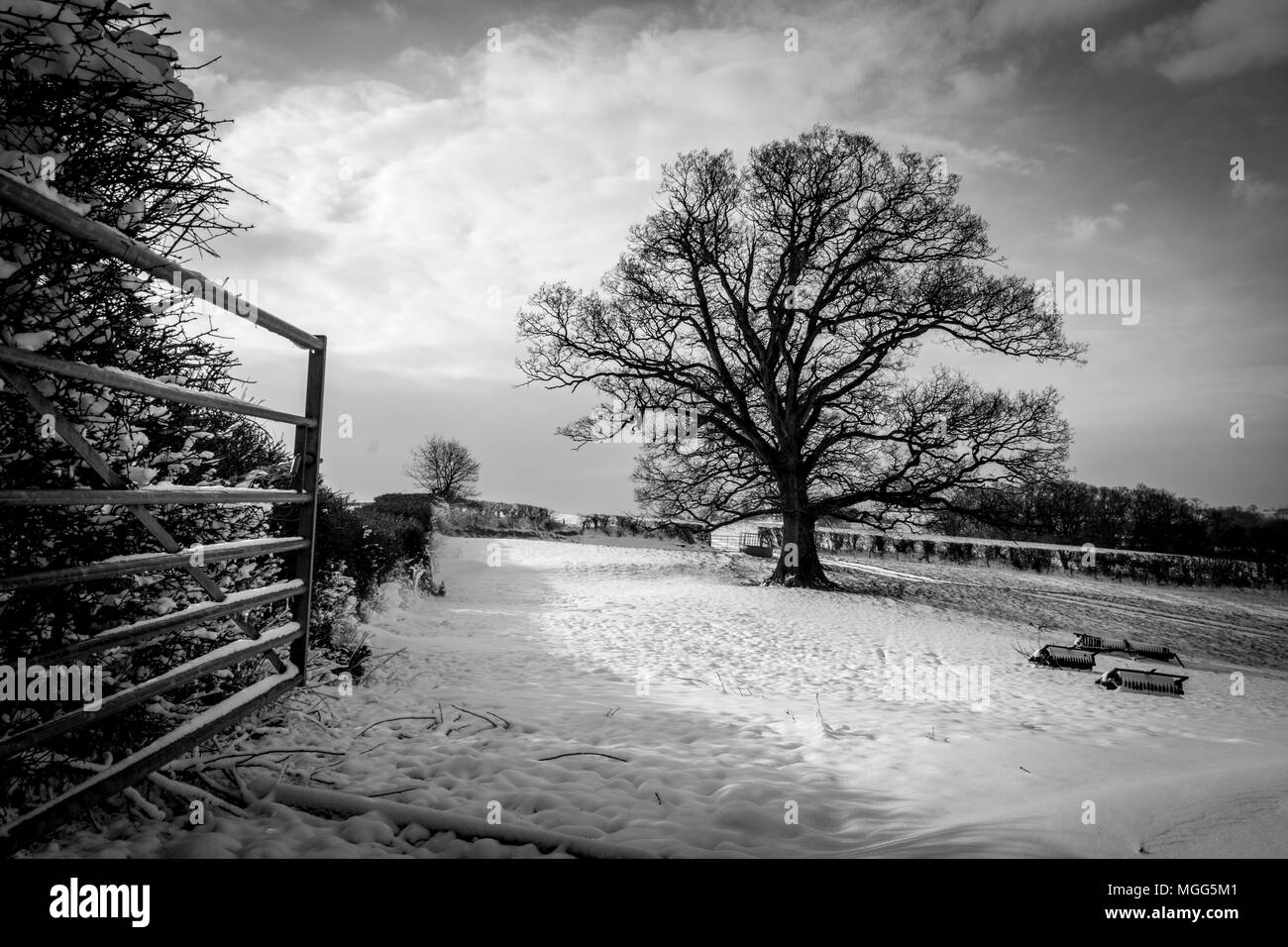 Yetheridge Farm Oak Tree in Field Stock Photo - Alamy