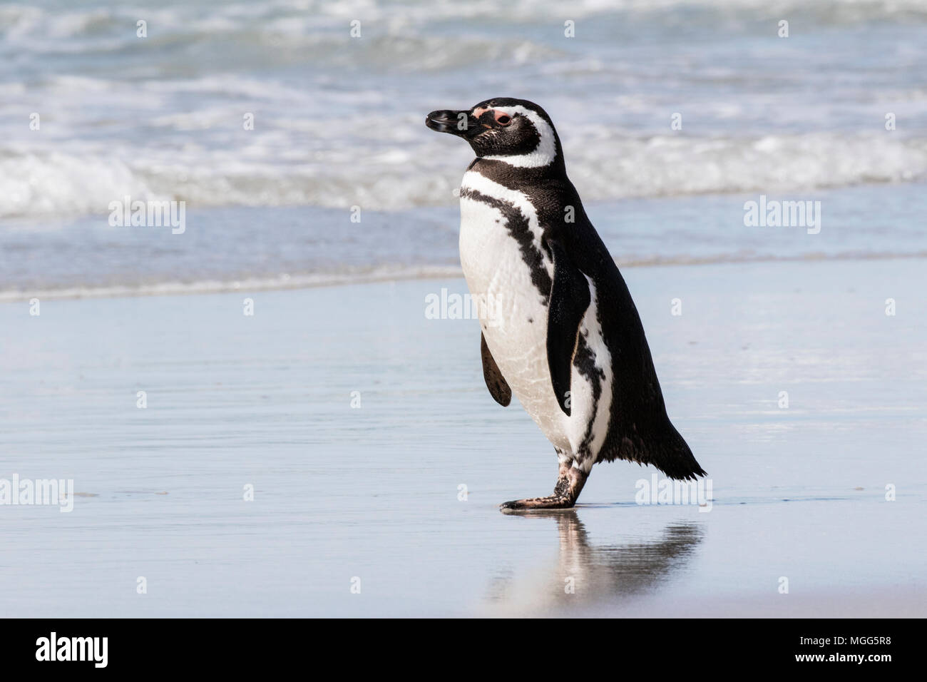 Magellanic penguin Spheniscus magellanicus adult standing on beach near ...