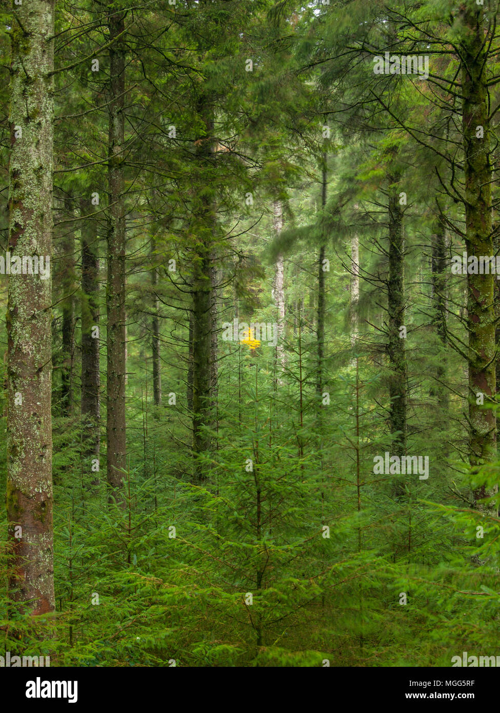 Yellow tree in Belliver Forest, Dartmoor, Devon Stock Photo - Alamy