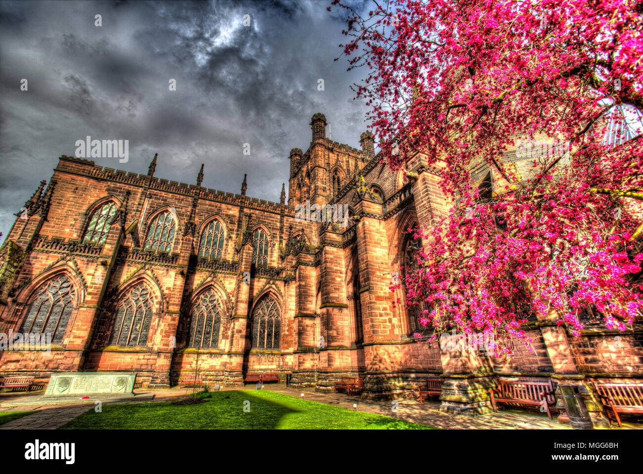 City of Chester, England. Artistic spring view of a cherry blossom ...