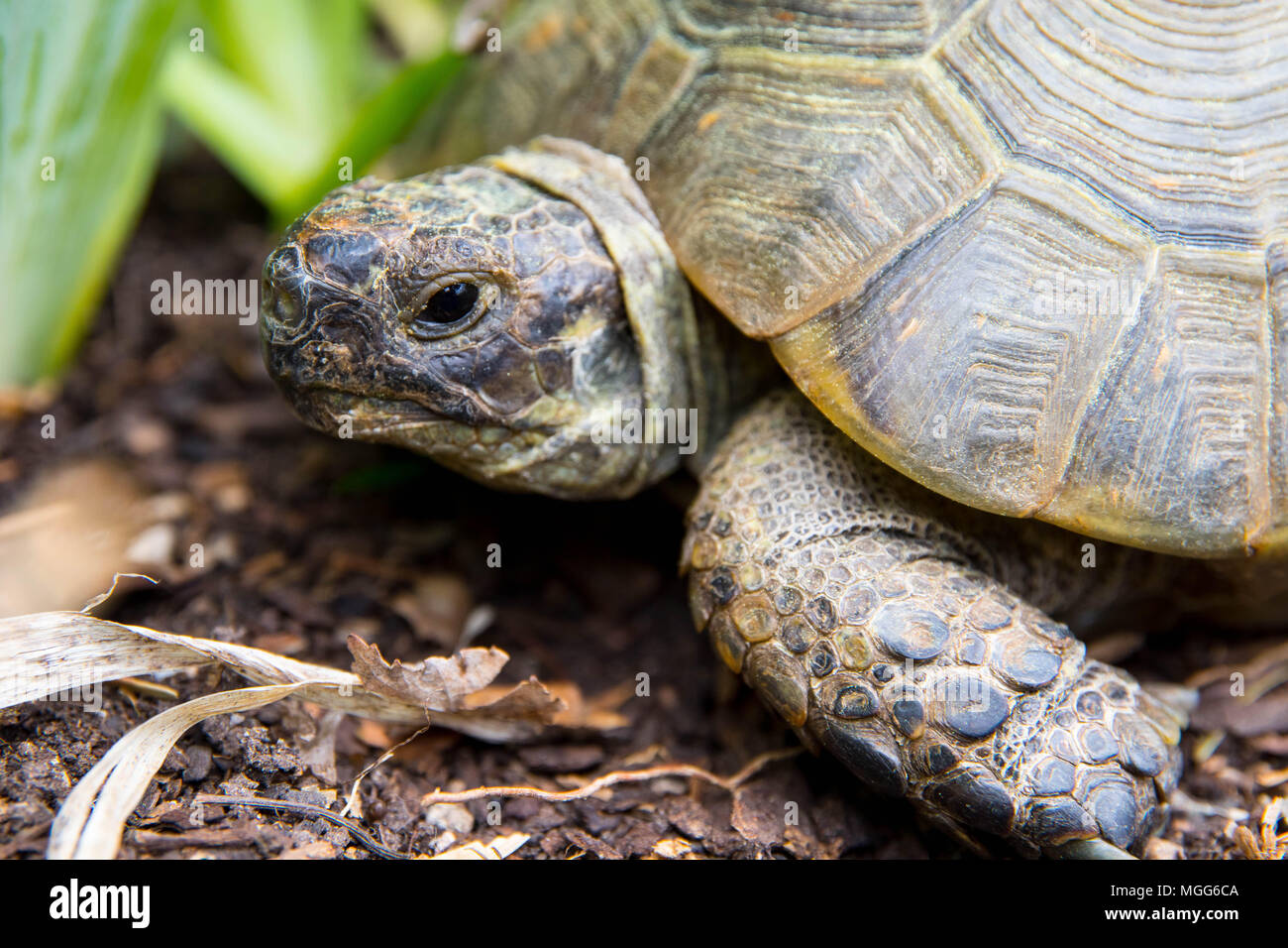 Hermann turtle hi-res stock photography and images - Alamy