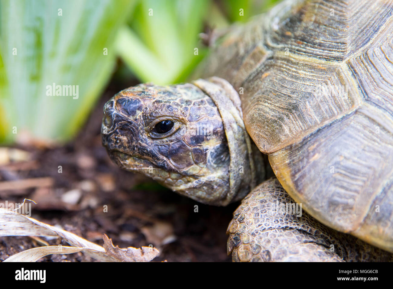Turtle neck brown eyes hi-res stock photography and images - Alamy