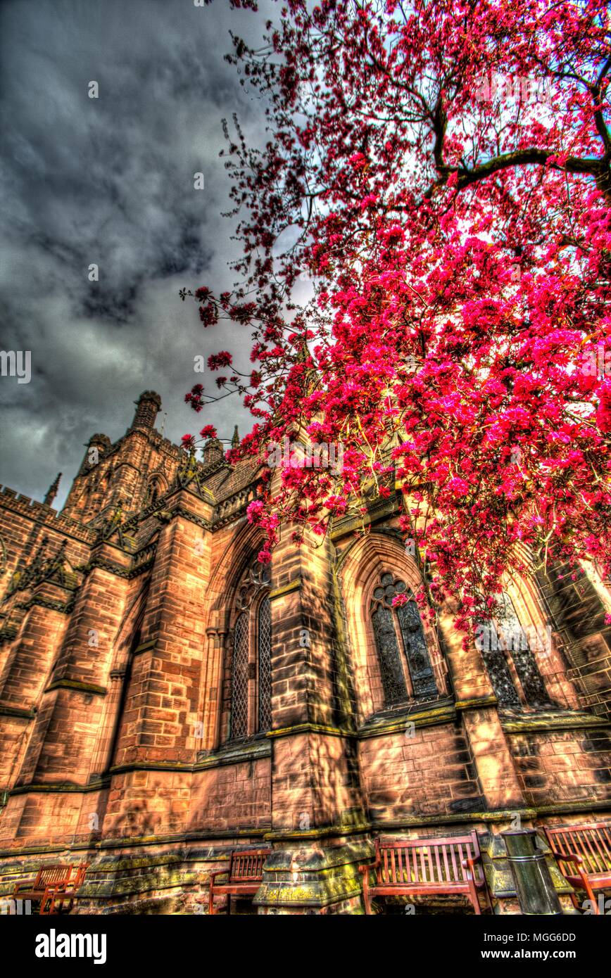 City of Chester, England. Artistic spring view of a cherry blossom ...