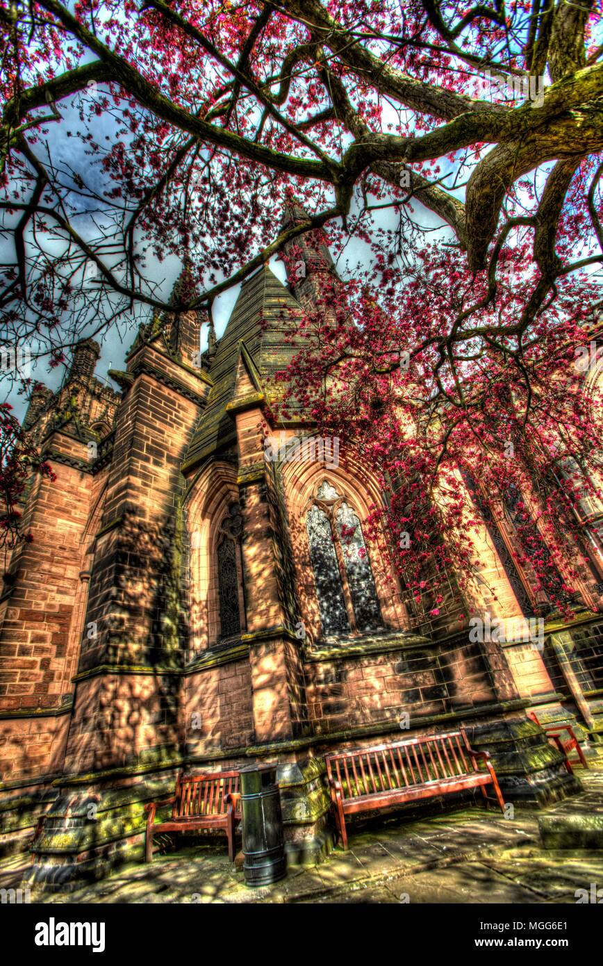 City of Chester, England. Artistic spring view of a cherry blossom ...