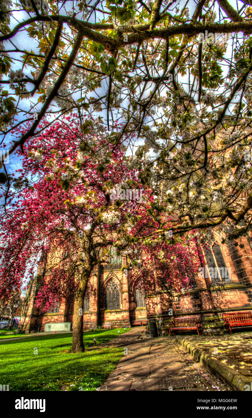 City of Chester, England. Artistic spring view of a cherry blossom ...