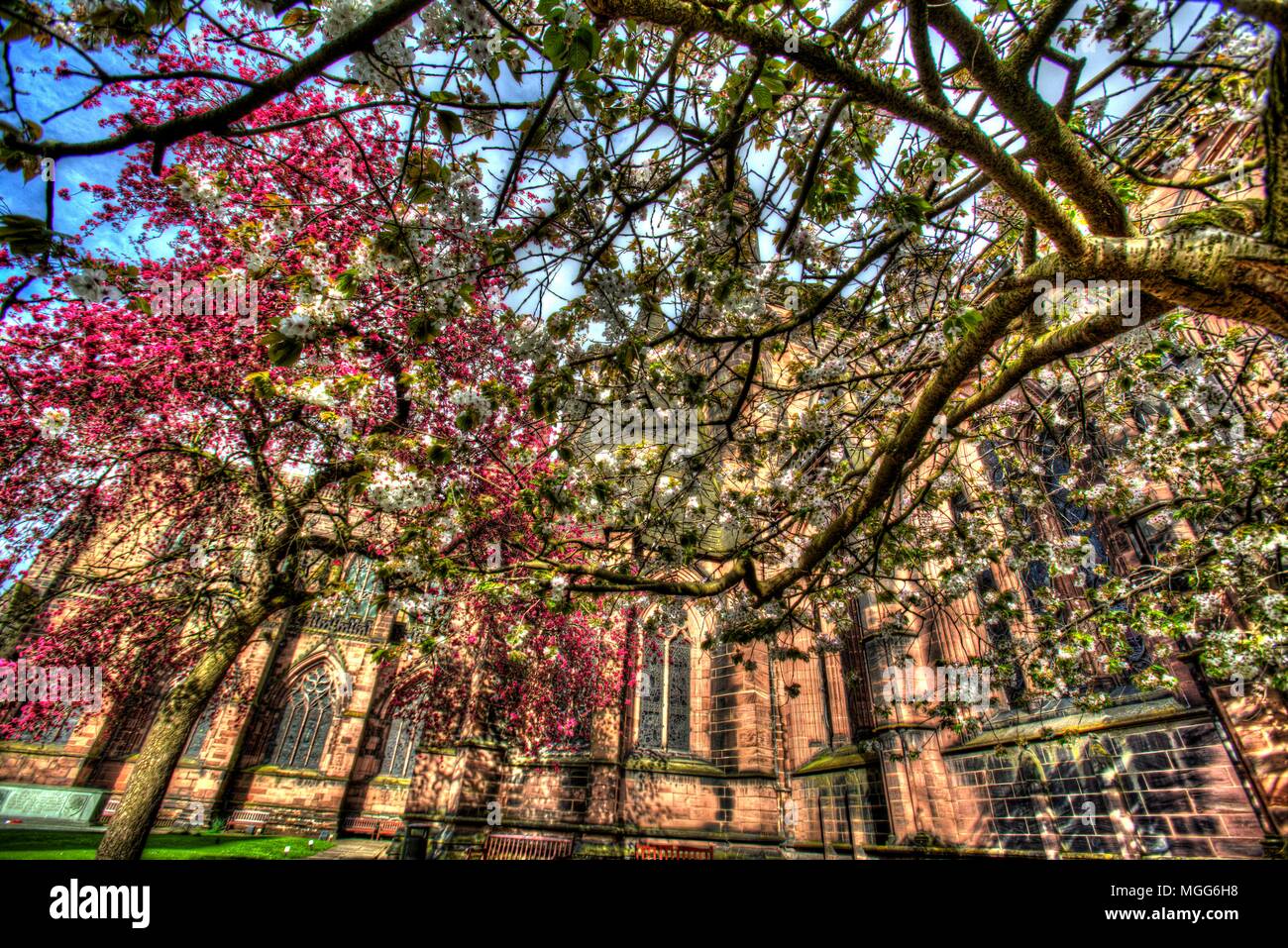 City of Chester, England. Artistic spring view of a cherry blossom ...