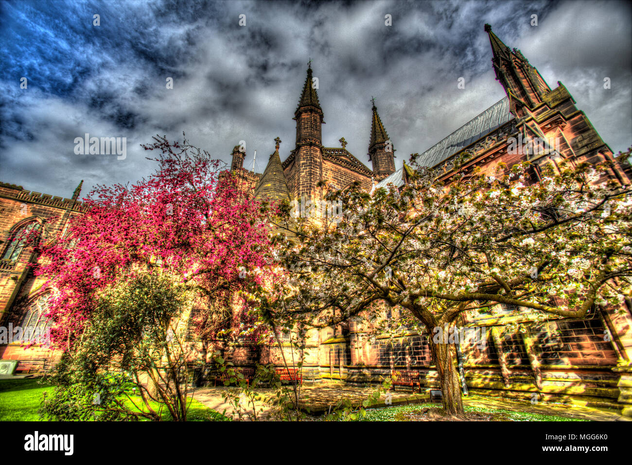 City of Chester, England. Artistic spring view of a cherry blossom ...