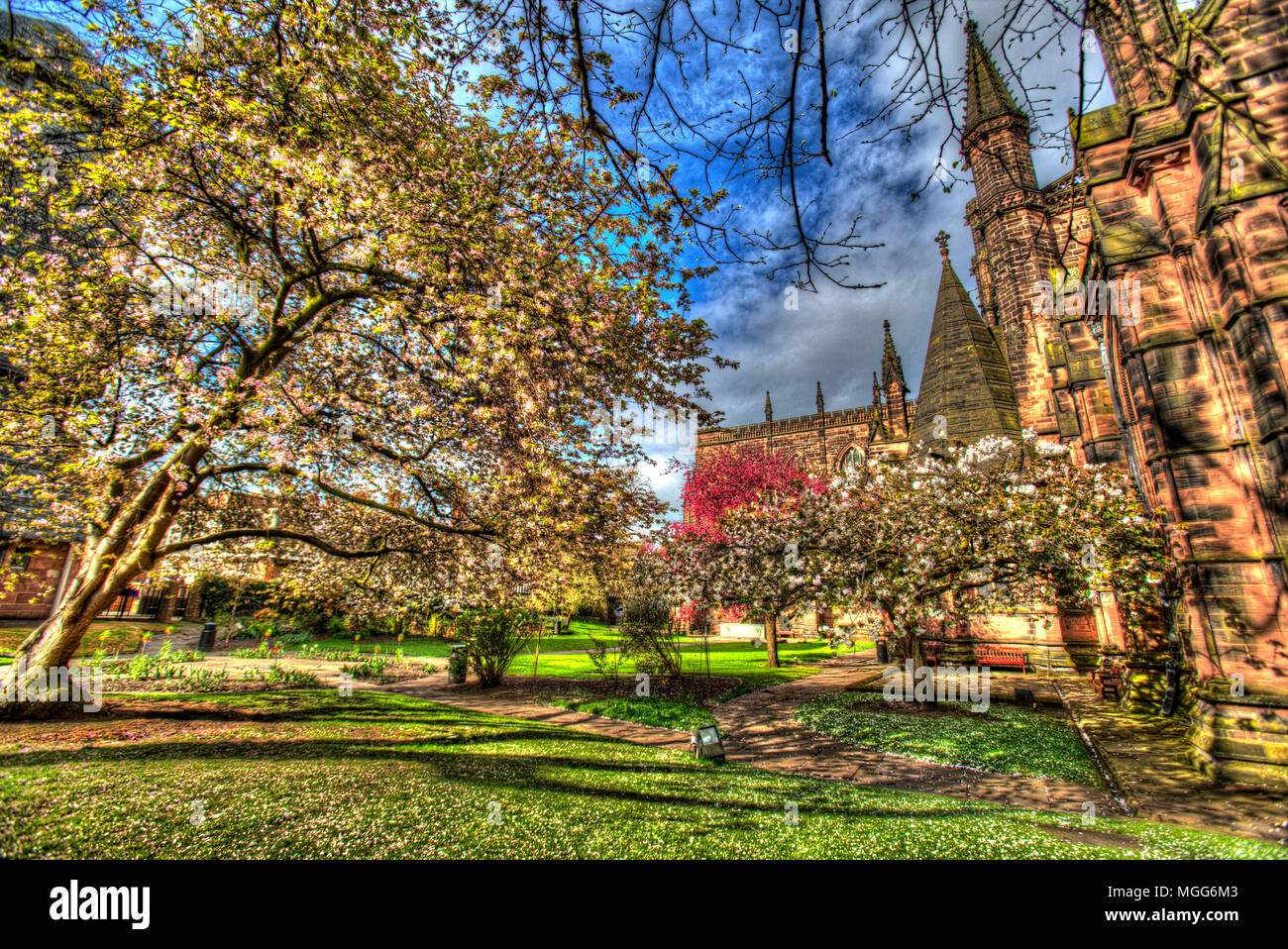City of Chester, England. Artistic spring view of blossom trees in full ...