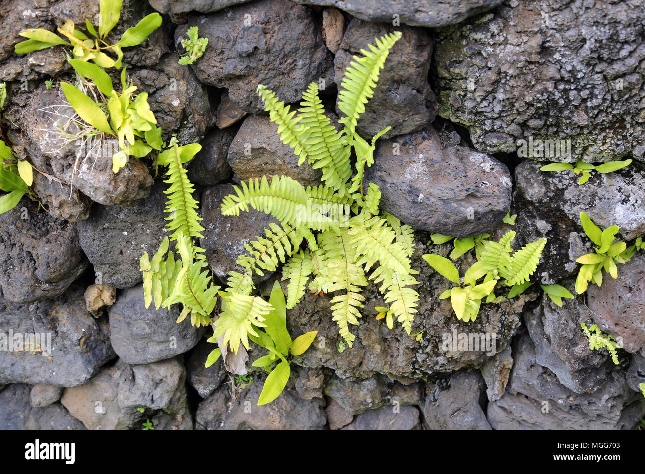 Ferns in Rock, Wailea, Maui Stock Photo - Alamy