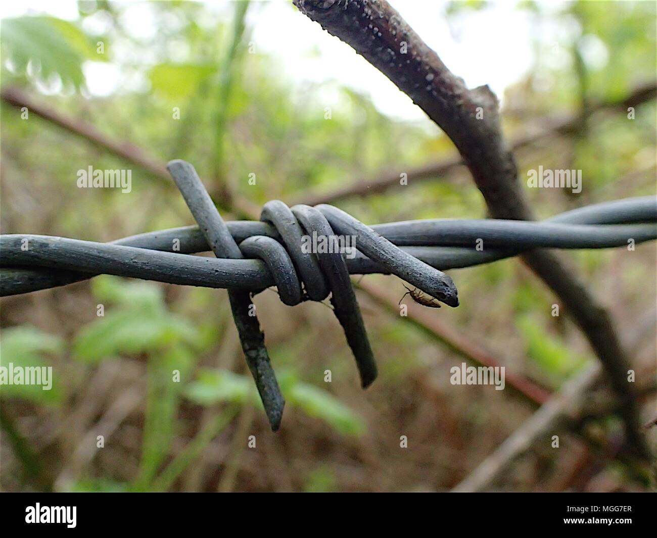 Barbed wire in hedgerow Stock Photo - Alamy