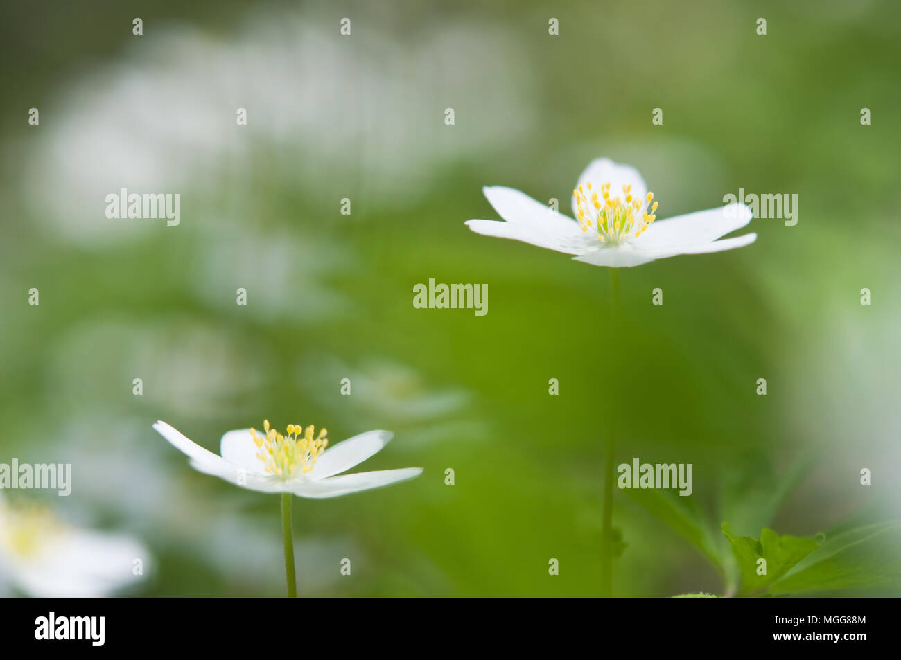 Soft windflower hi-res stock photography and images - Alamy