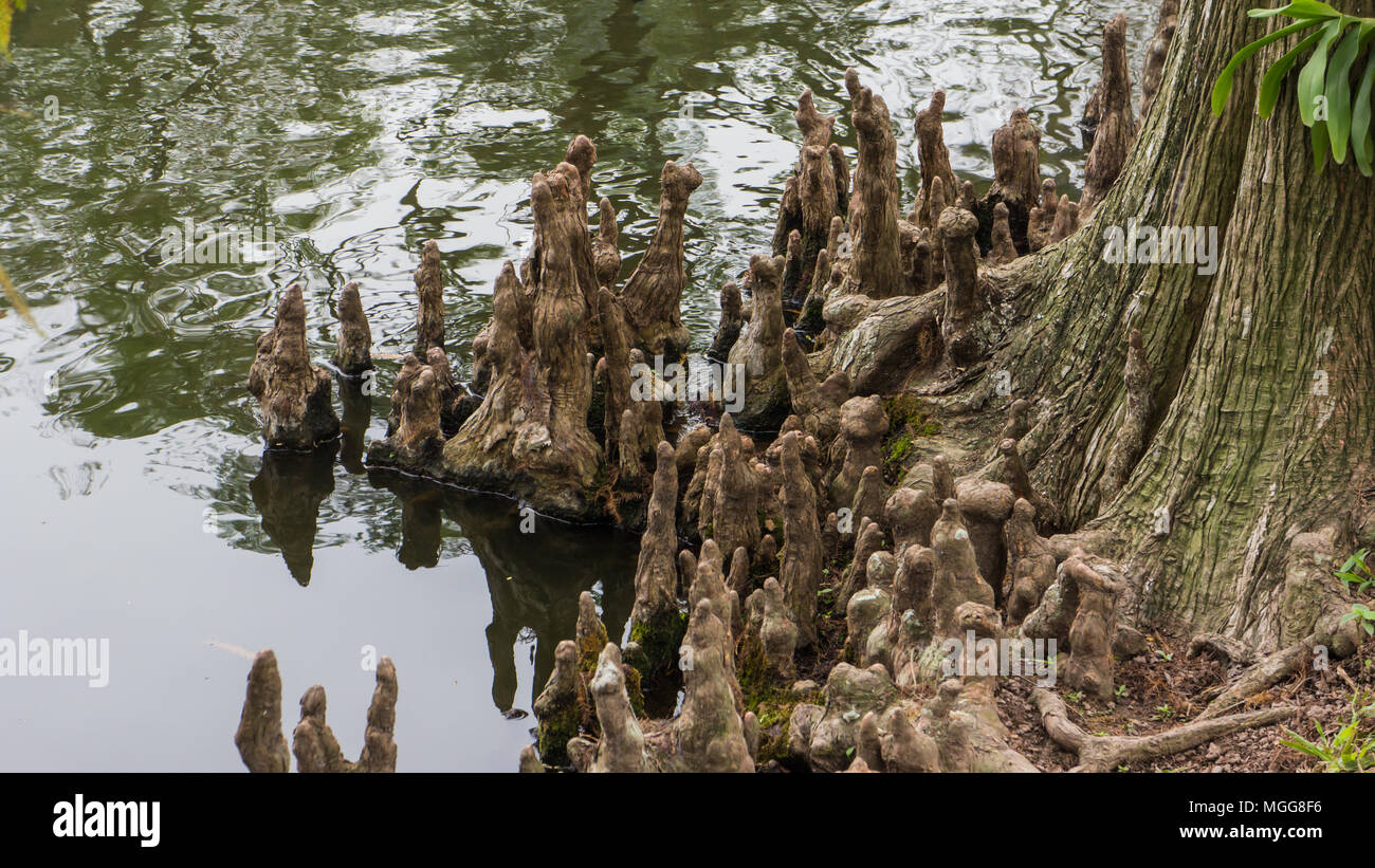 Cypress knees hi-res stock photography and images - Alamy