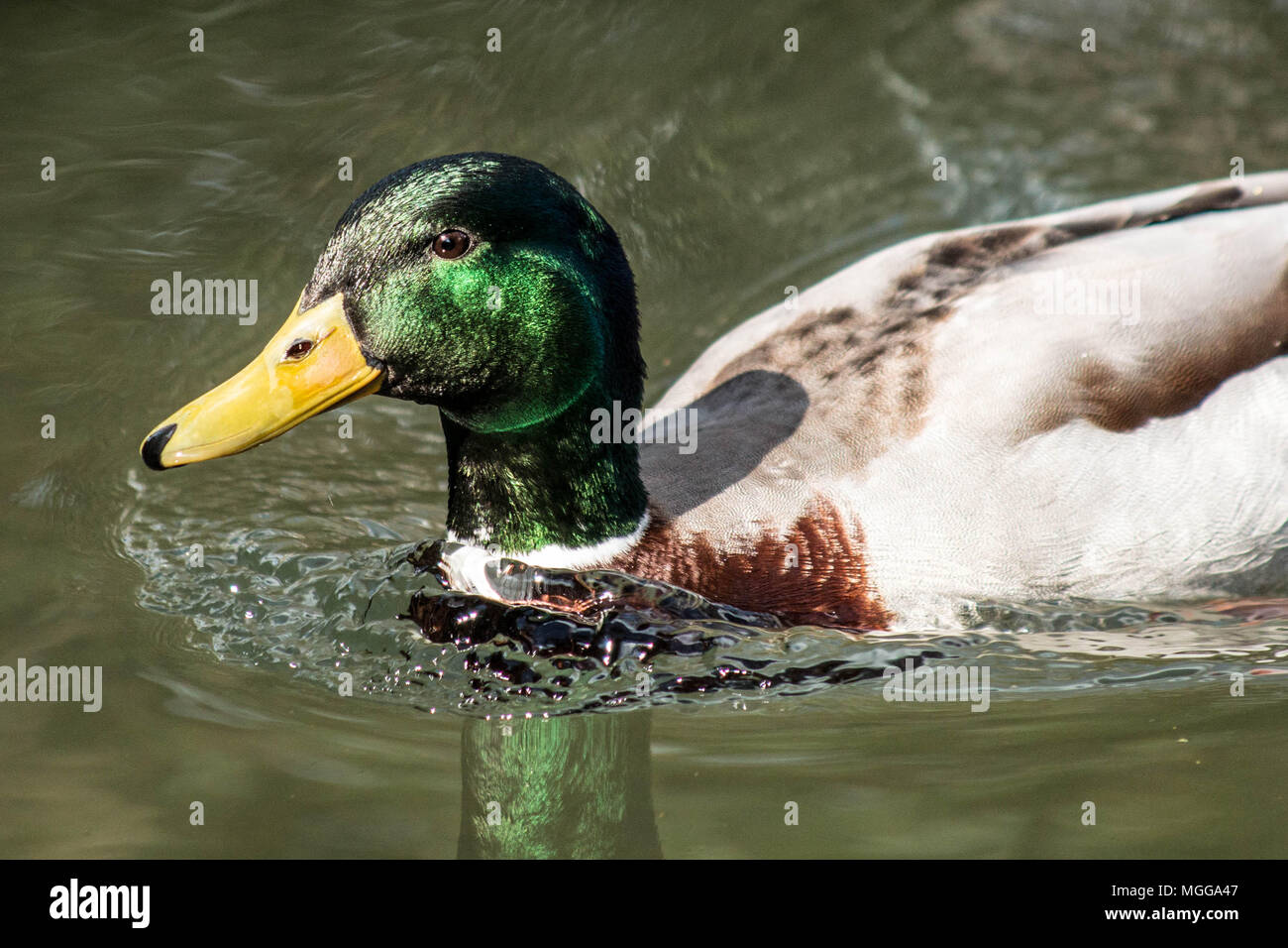 Mallard duck feeding on hi-res stock photography and images - Alamy